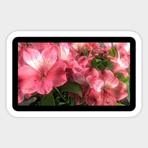 Pretty Pink Flowers - Pink Flowers - Sticker | TeePublic
