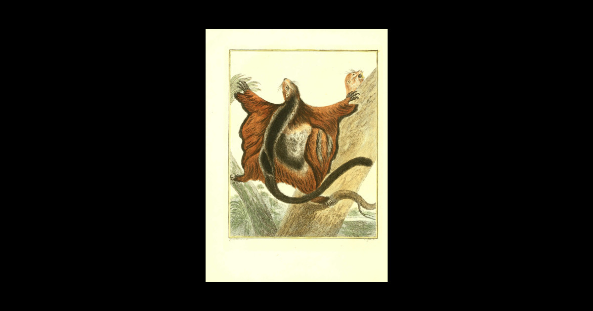 Flying Squirrel - Vintage - Posters and Art Prints | TeePublic