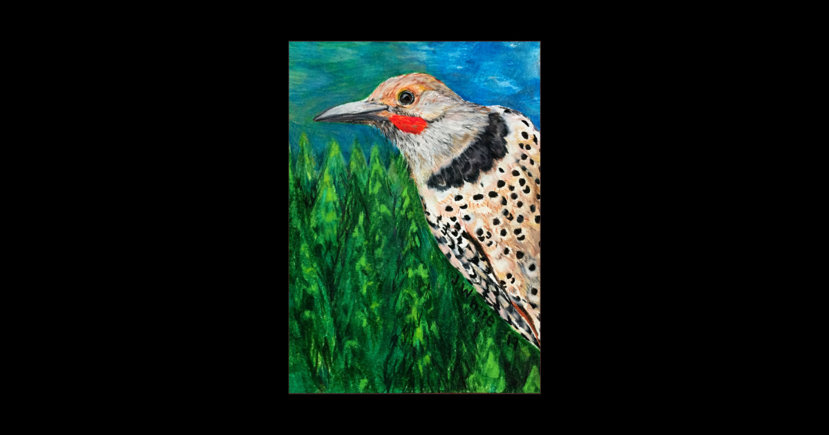 Northern Flicker Bird Drawing - Northern Flicker - Sticker | TeePublic