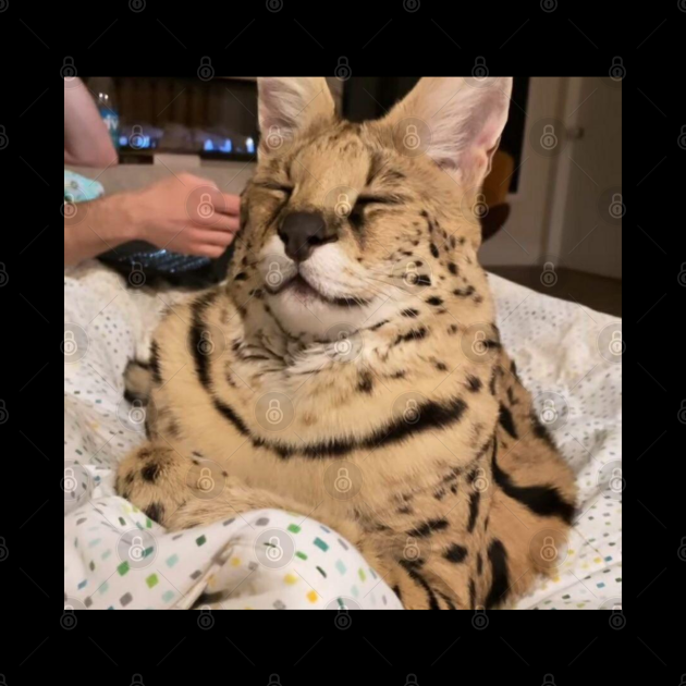 Sogga My Beloved Serval Meme Cat Meme - Sogga My Beloved - Pillow ...