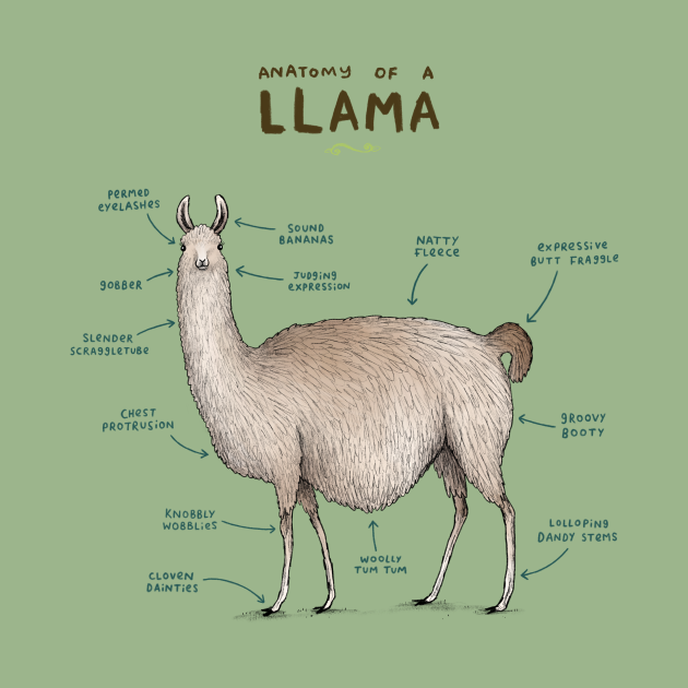 Anatomy of a Llama - Llama - Tank Top | TeePublic