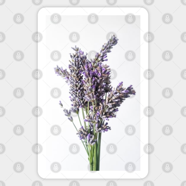 Lavender Flower on White Background - Lavender - Sticker | TeePublic