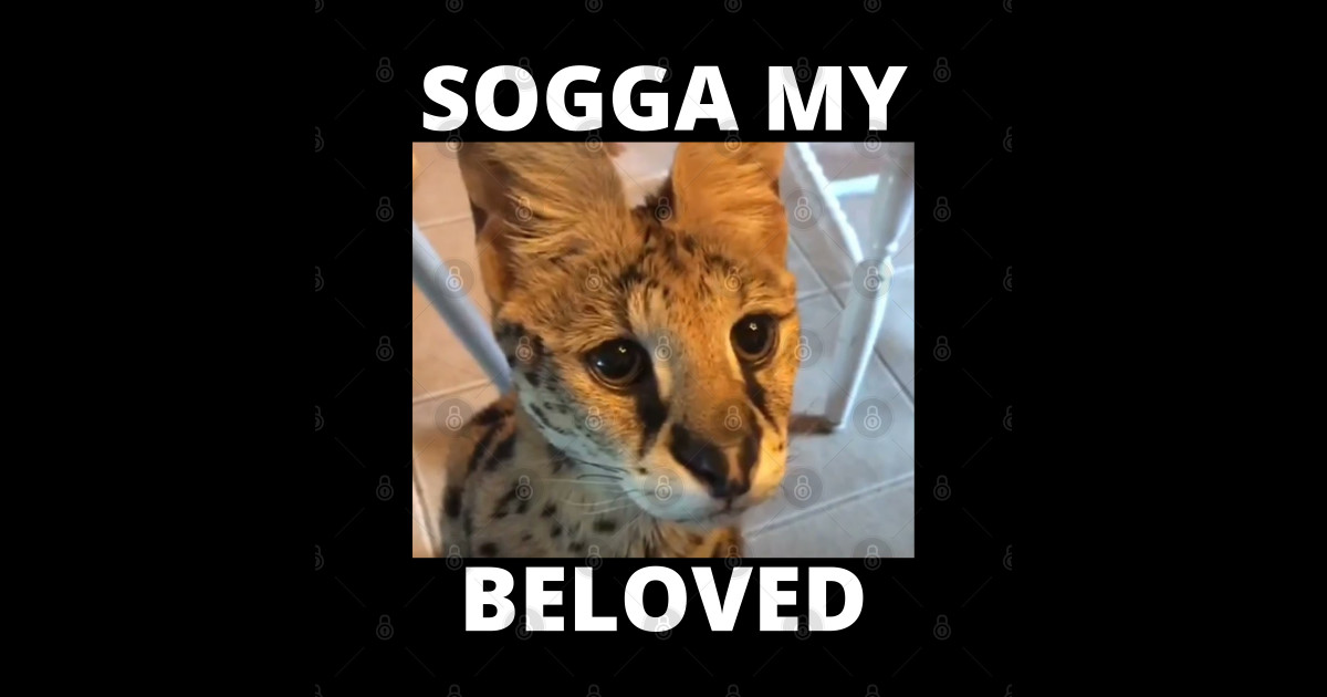 Sogga My Beloved Serval Meme Cat Meme - Sogga My Beloved - Hoodie ...