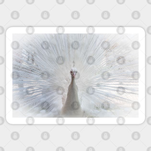 Tasmanian Wildlife - Tasmania - Sticker | TeePublic