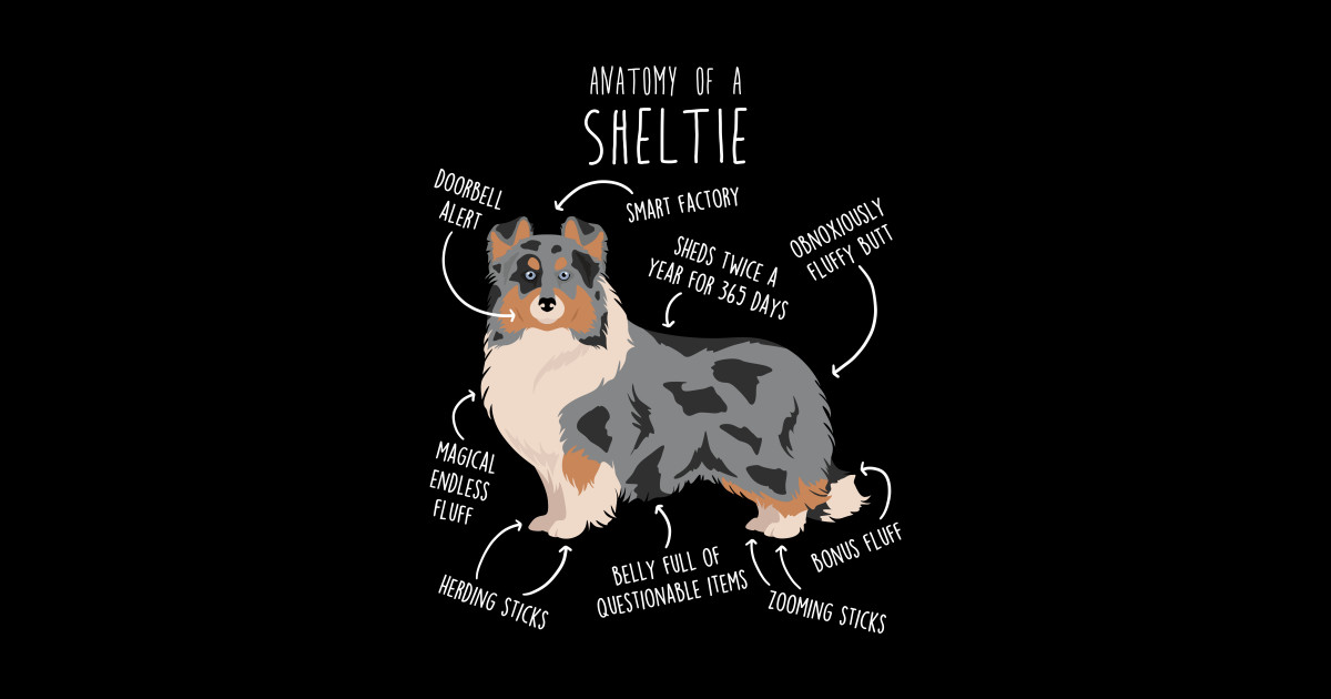 Blue Merle Sheltie Shetland Sheepdog Anatomy - Sheltie - Sticker ...