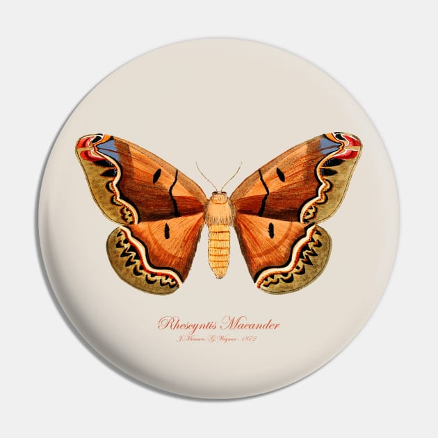 Moth - Giant Silk Moth, Rhescyntis Meander or Arsenura Meander - Moth ...