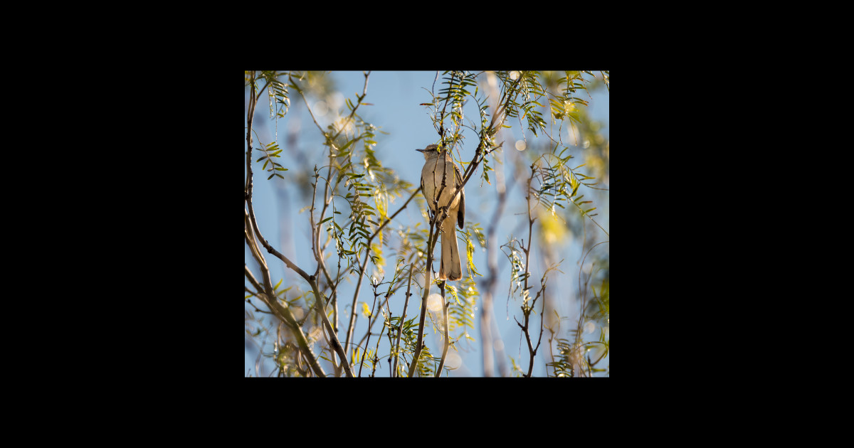 Mockingbird the Texas State Bird - Northern Mockingbird - Sticker ...