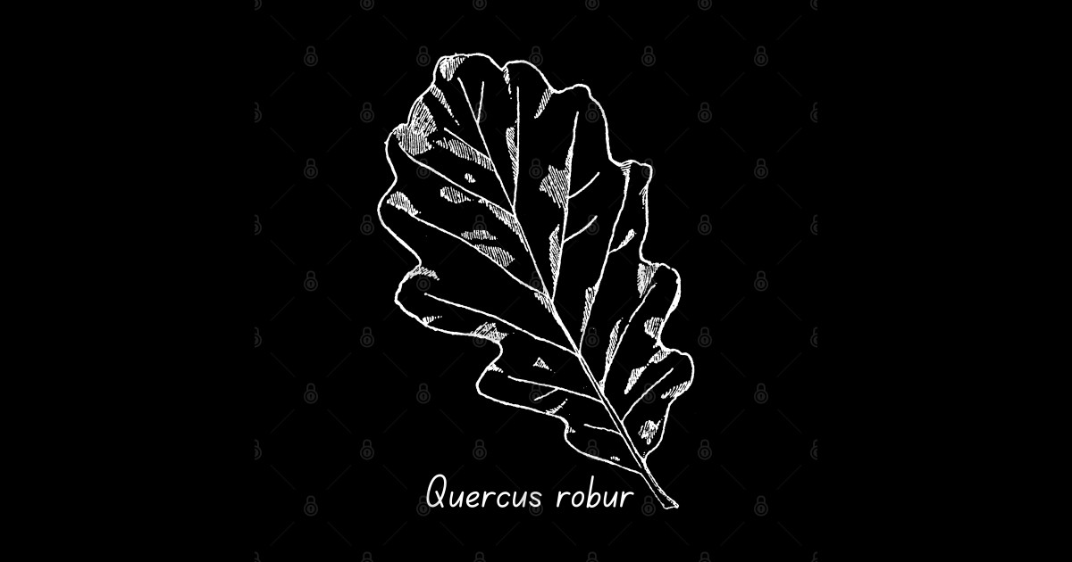 Quercus robur - Tree Leaves - Sticker | TeePublic