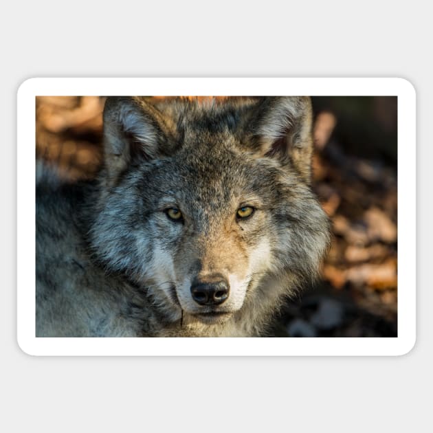 Timber Wolf - Looking at you. - Timber Wolf - Sticker | TeePublic