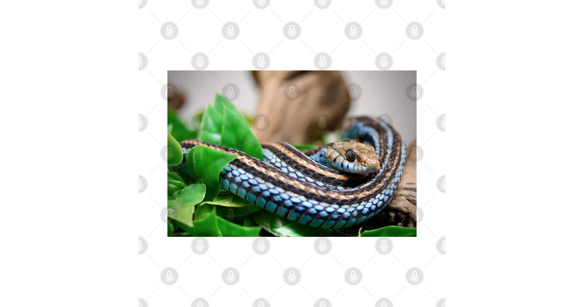 Snake III / Swiss Artwork Photography - Snake - T-Shirt | TeePublic