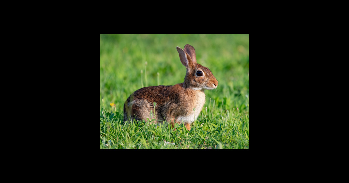 Cottontail Rabbit - Rabbit And Bunny - Posters and Art Prints | TeePublic