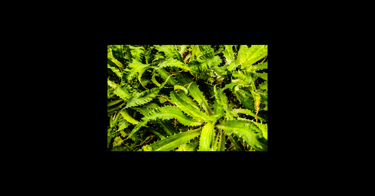 Spiky leaves - Spiky - Sticker | TeePublic