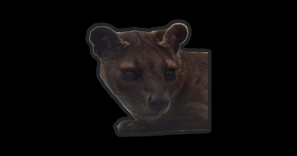 Fossa - Fossa - Posters and Art Prints | TeePublic