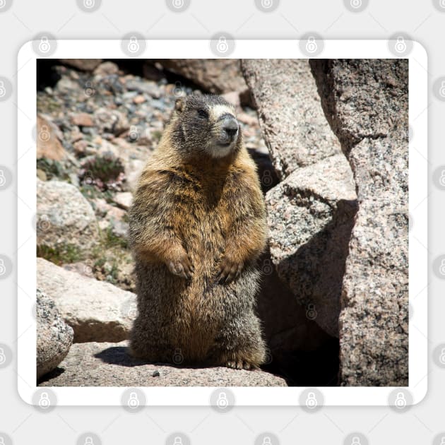 Standing Up - Marmot - Sticker | TeePublic