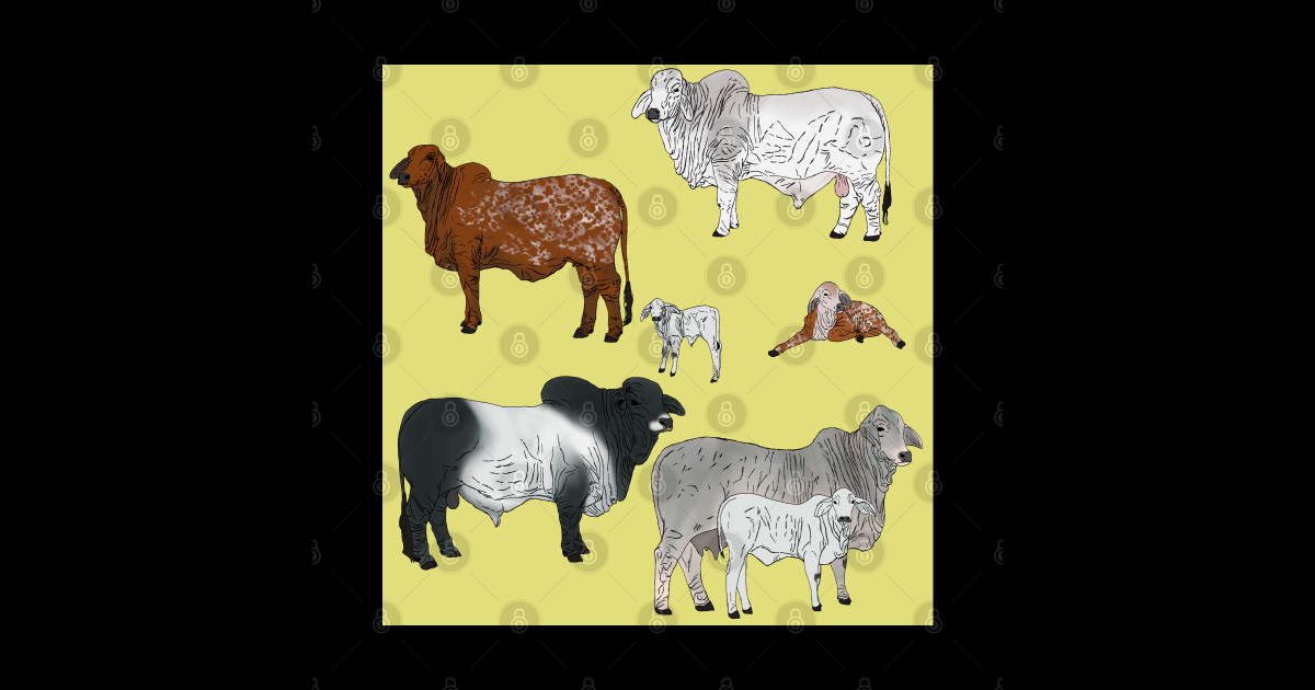 Brahman Cattle Yellow - Brahma - Sticker | TeePublic