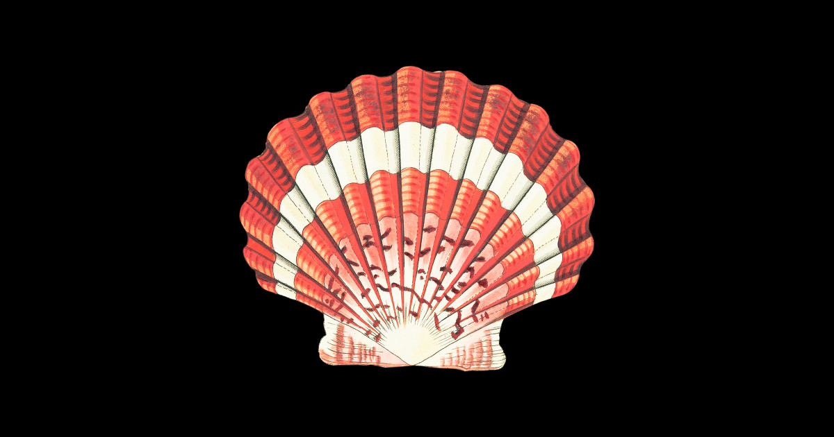 hand drawn lesser scallop shell - Seashells - Sticker | TeePublic