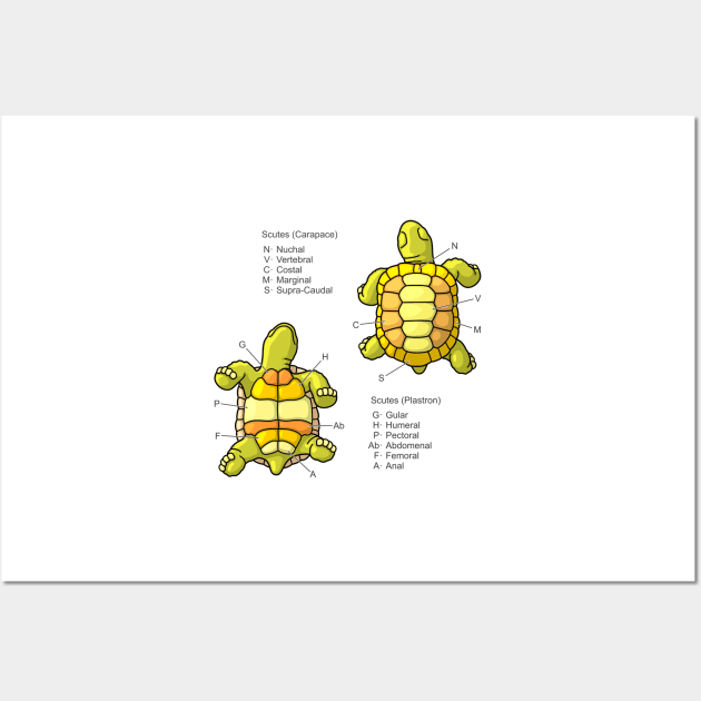 Scutes of the Tortoise Shell Diagram - Tortoise Shell - Posters and Art ...