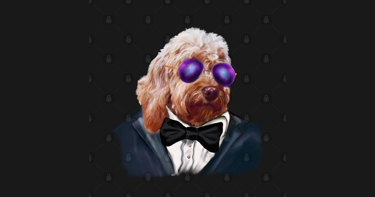 Cavapoo Daddy Cool ! Cute Cavapoo Cavoodle puppy dog Face with ...