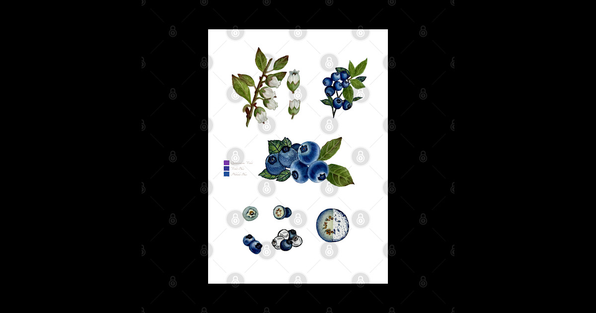 Blueberry Anatomy - Botanical Blueberry - Posters and Art Prints ...