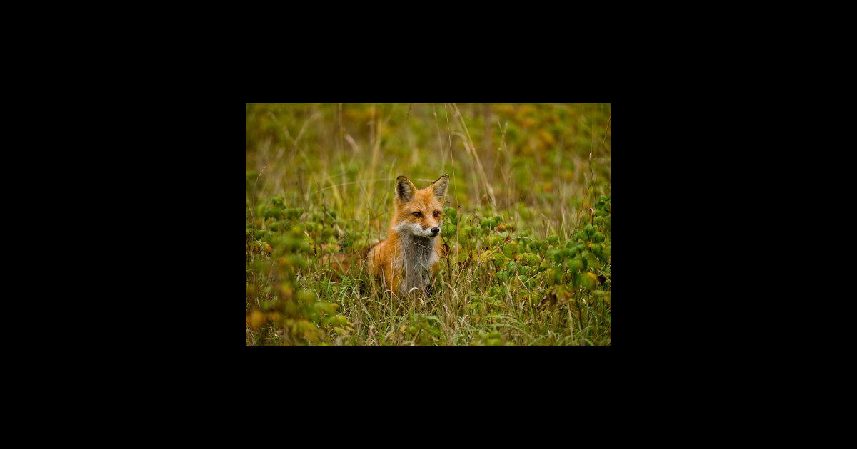 Red Fox In Field - Red Fox - Posters and Art Prints | TeePublic
