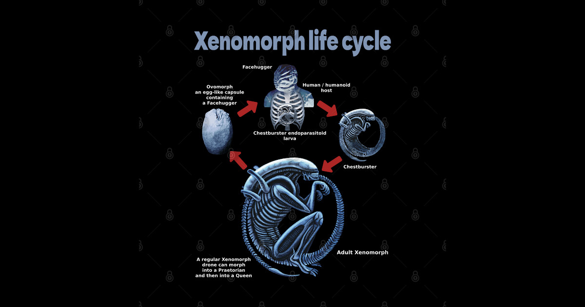 Xenomorph life cycle - Xenomorph - Sticker | TeePublic