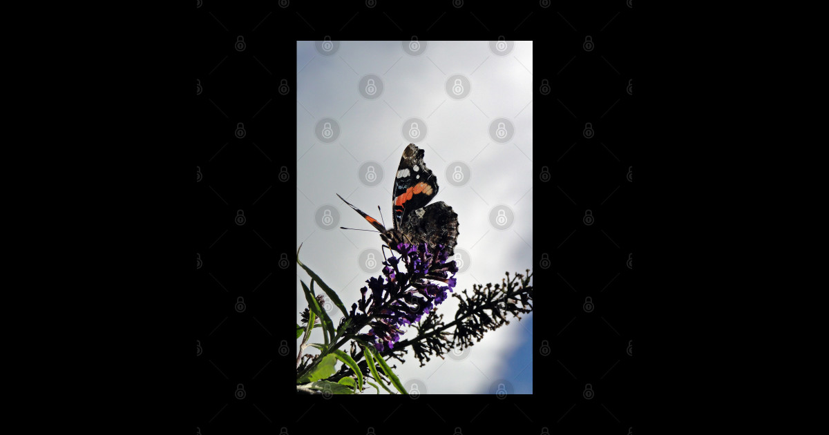 Vanessa - The High Admiral - Red Admiral - Sticker | TeePublic