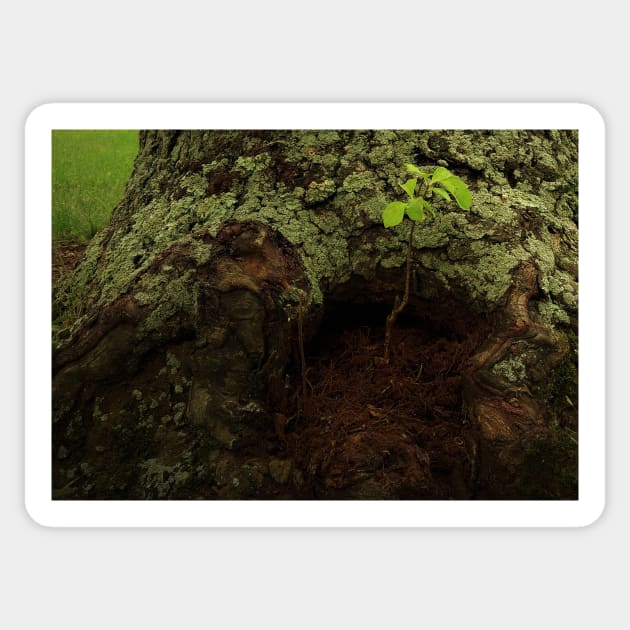 Magical Tree Stump - Tree - Sticker | TeePublic