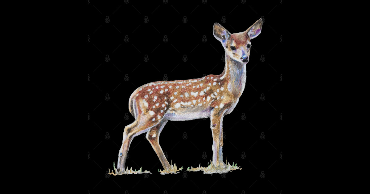 Fawn drawing (no background) - Baby Deer - Sticker | TeePublic