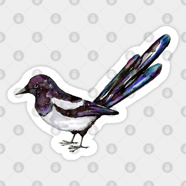 Magpie watercolor drawing - Magpie - Sticker | TeePublic