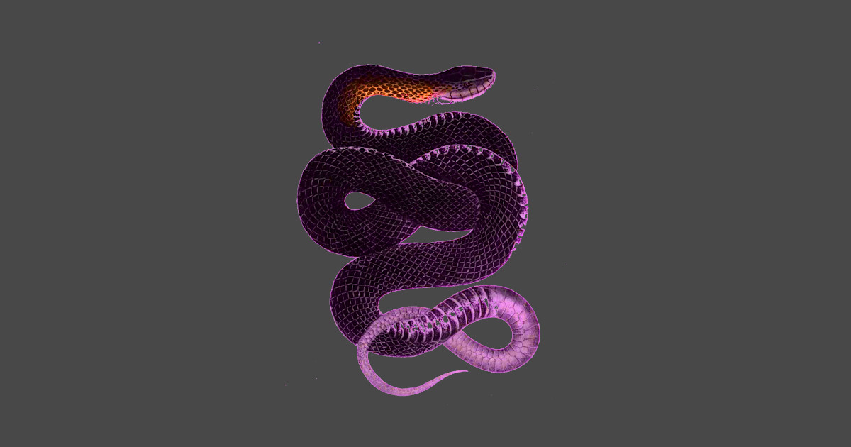 serpent,cobra,reptile,viper,venom,lizard,rattlesnake,king cobra,dragon ...