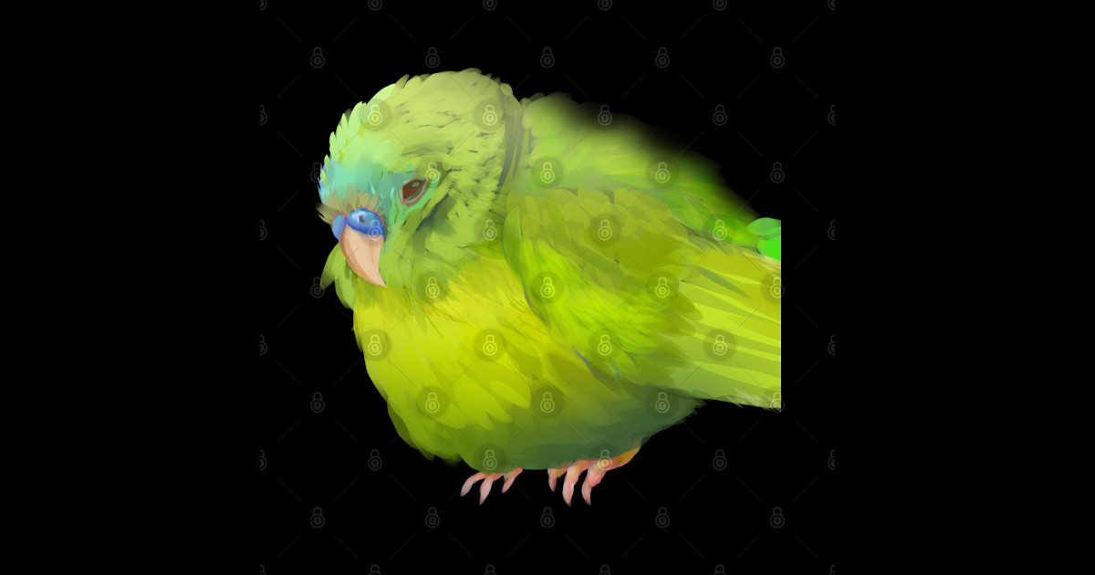 Cute Budgie Fluffed Up Birds Lover Sticker Teepublic