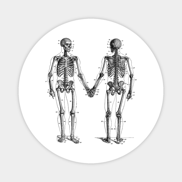 Skeletons Holding Hands - Skeleton Illustration - Magnet | TeePublic