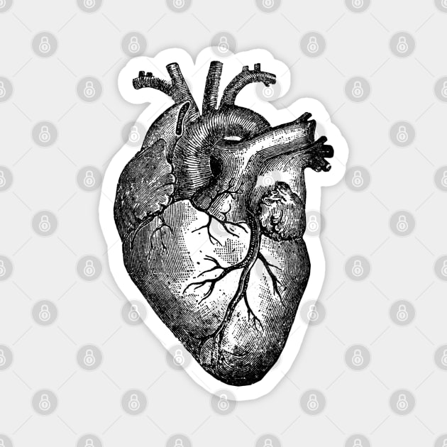 black anatomical heart