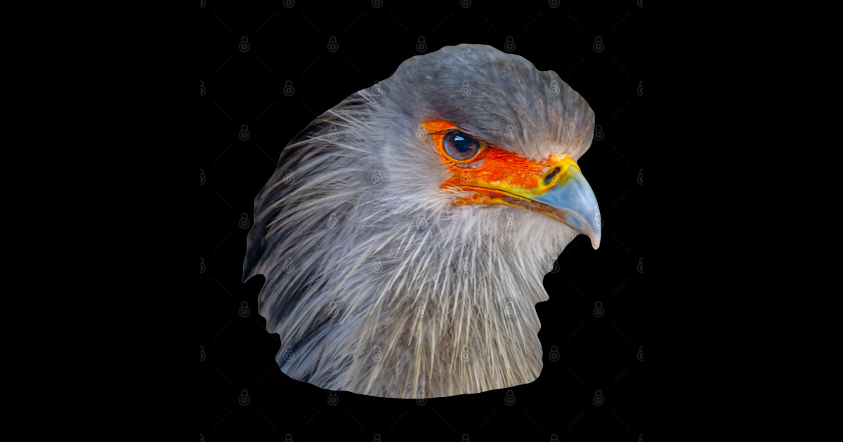 Majestic head of a Secretary Bird - Bird - Sticker | TeePublic