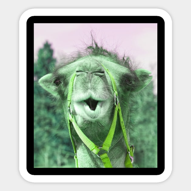 camel - Camel - Sticker | TeePublic