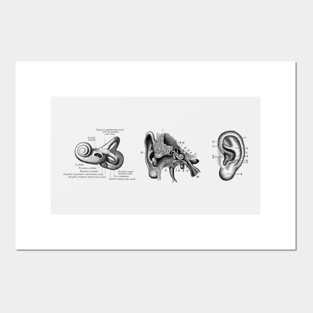 Human Ear Anatomy Diagram - Anatomy - Posters and Art Prints | TeePublic
