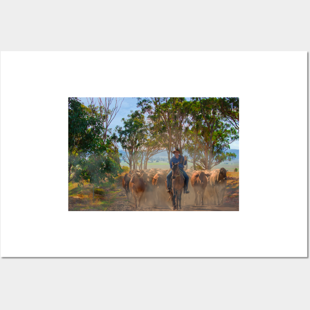 Australian Stockman droving Cattle, Barossa Valley - Australian ...