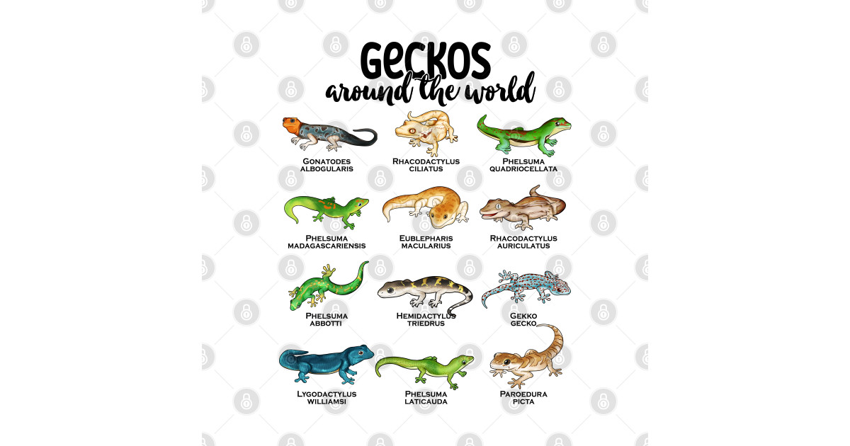 Many different geckos - geckos of the world - Types Of Geckos - T-Shirt ...