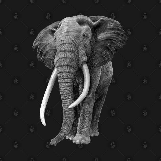 Bull elephant - Drawing in pencil - Elephant - T-Shirt | TeePublic
