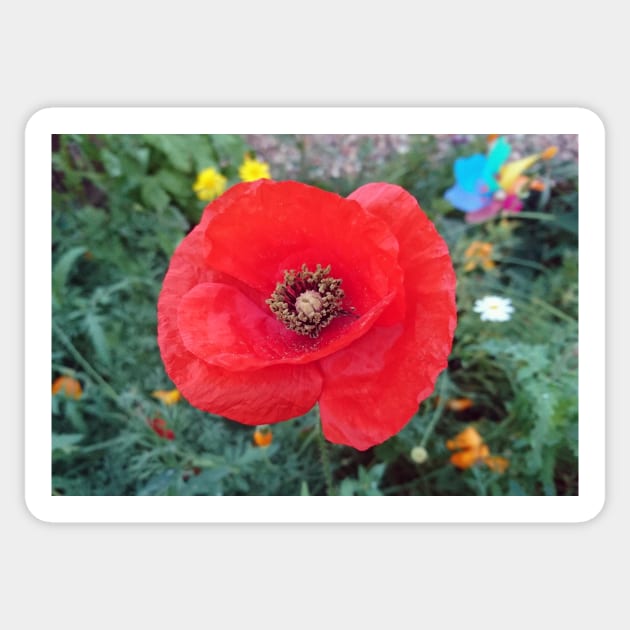 Red poppy photo - Poppy - Sticker | TeePublic