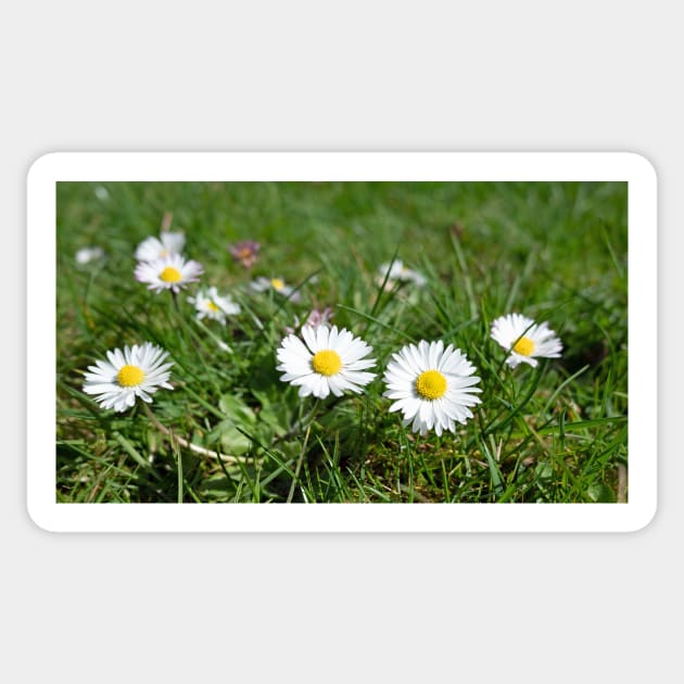 Oxeye Daisy Flower with grass background - Oxeye Daisy - Sticker ...