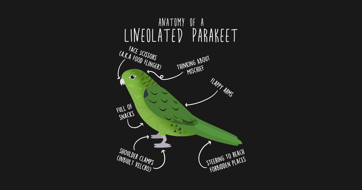Green Lineolated Parakeet Parrot Anatomy - Lineolated Parakeet - T ...