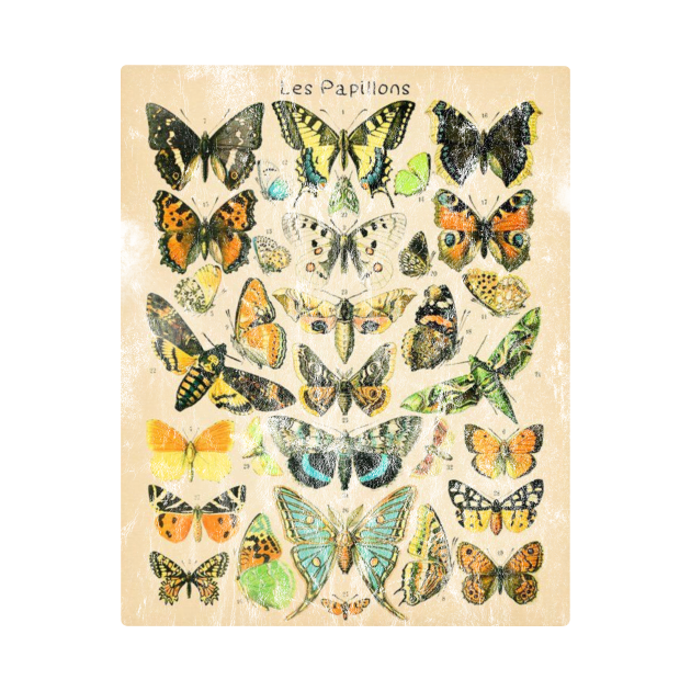 Butterfly chart - Butterfly Illustration - T-Shirt | TeePublic