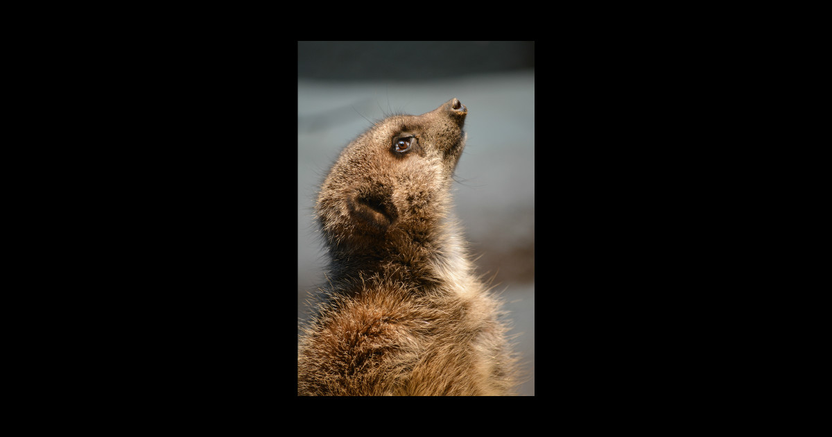Meerkat Portrait - Meerkat - Posters and Art Prints | TeePublic