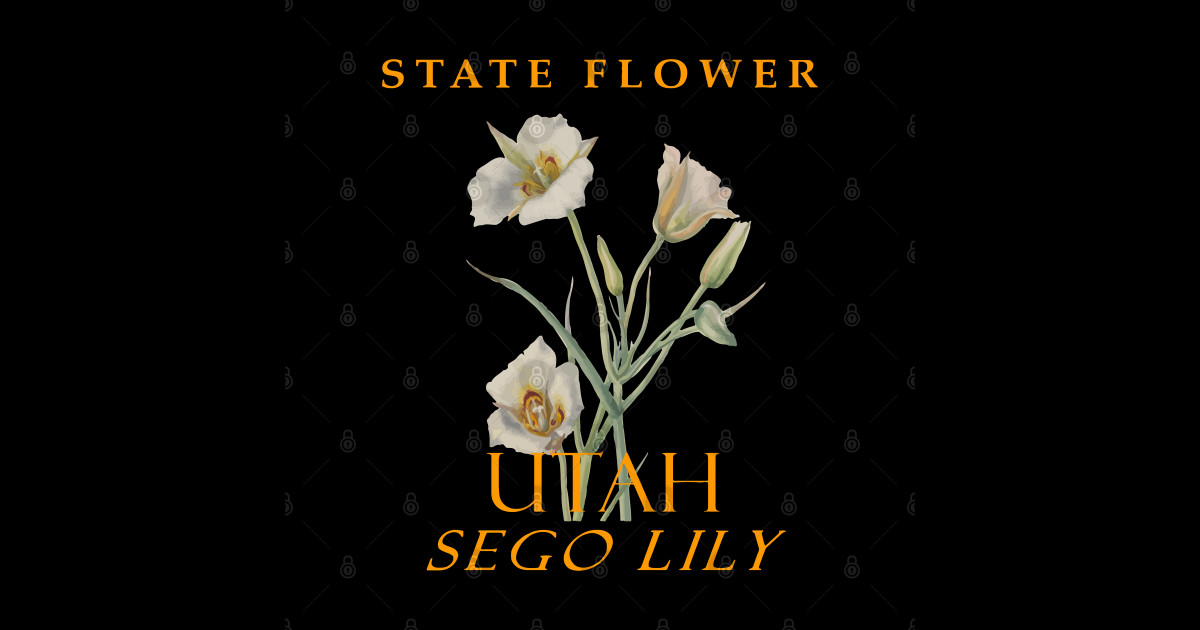 Utah Territory Flower The Sego Lily - Utah Gifts - Posters and Art ...
