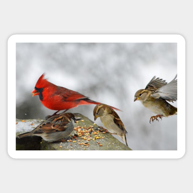 Chow time! - Songbirds - Sticker | TeePublic