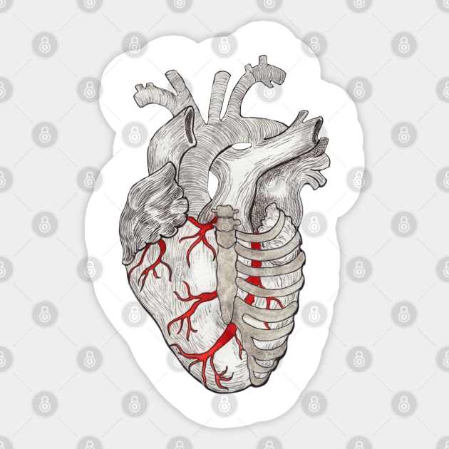 Anatomical Heart in a Ribcage with Stylized Ribs and Red Blood Vessels ...