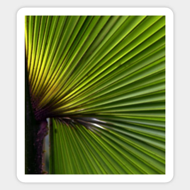 Tropical Palm Leaf - Palm Leaf - Sticker | TeePublic