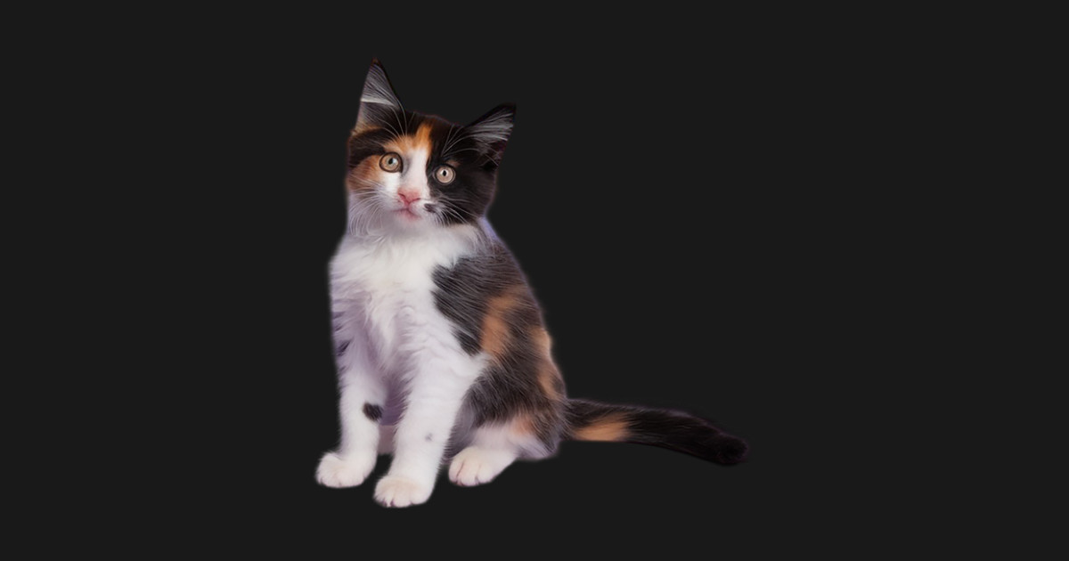 Chlamydia Survivor Cat Meme Funny for Men Adult Humor - Chlamydia ...