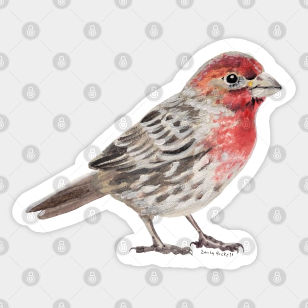 House Finch 2 painting - Bird - Sticker | TeePublic